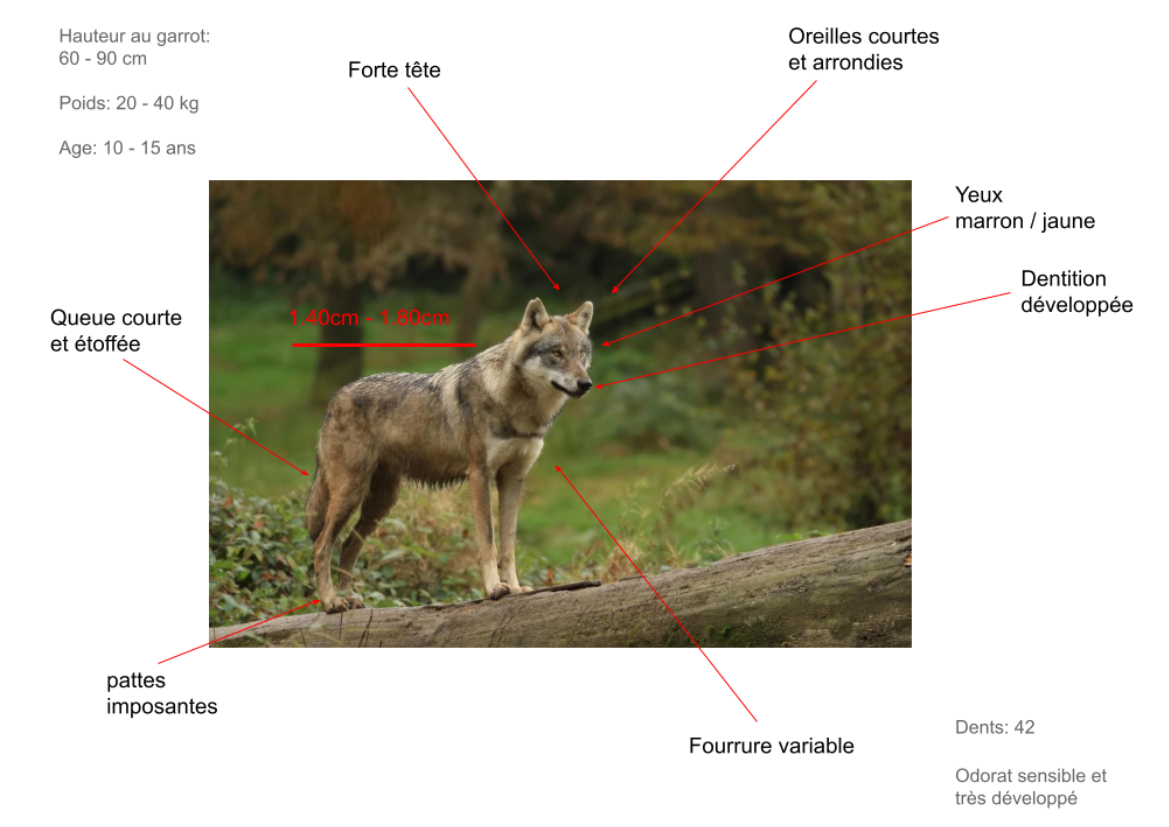 La Pyramide du Loup 2025 - parc animalier sur le loup